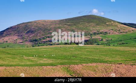 Mitchell's Fold Stone Circle and sheep at dawn with Corndon Hill in the ...