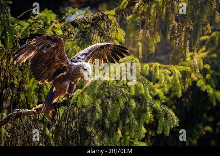 An eagle flying through a dense woodland of trees and foliage Stock ...