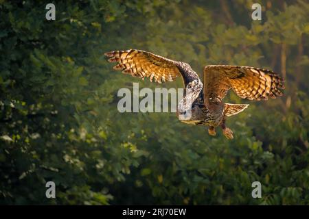 An eagle flying through a dense woodland of trees and foliage Stock ...
