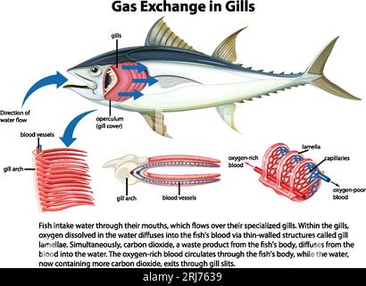 Detailed cartoon diagram showcasing the internal anatomy of fish Stock ...