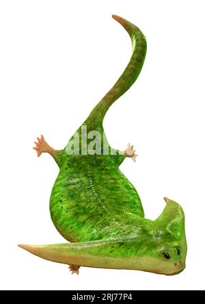 3D rendering of a prehistoric amphibian diplocaulus on white background ...