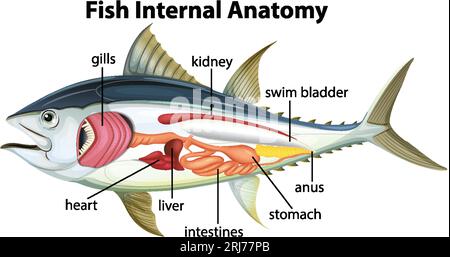 Detailed diagram showcasing the internal anatomy of fish Stock Vector ...