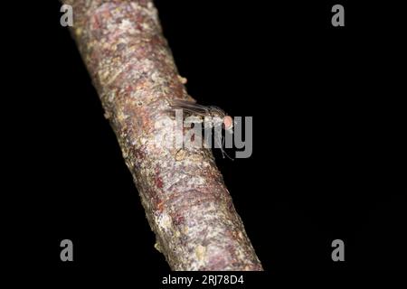 Family Anthomyiidae Genus Leucophora fly wild nature insect wallpaper ...