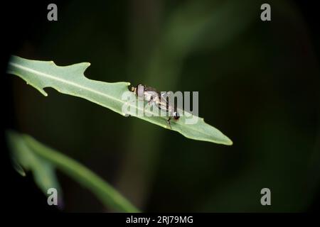 Thick-legged Hover Fly (Syritta pipiens Stock Photo - Alamy