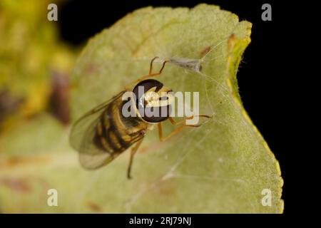Eupeodes corollae Family Syrphidae Genus Eupeodes Migrant hover fly ...