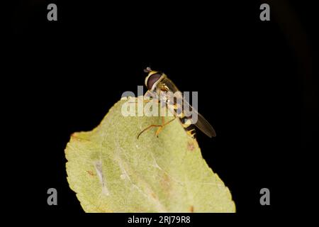 Eupeodes corollae Family Syrphidae Genus Eupeodes Migrant hover fly ...