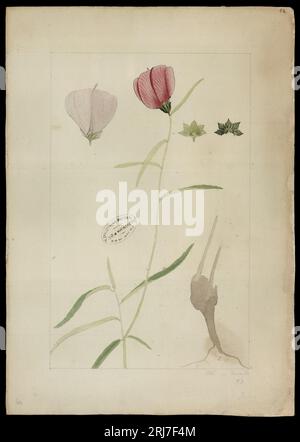 (Hibiscus) 18th century by Joaquim José Codina Stock Photo - Alamy