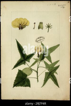 (Hibiscus) 18th century by Joaquim José Codina Stock Photo - Alamy