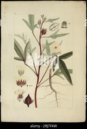 (Hibiscus) 18th century by Joaquim José Codina Stock Photo - Alamy