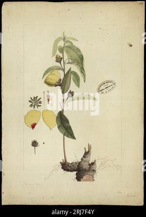 (Hibiscus) 18th century by Joaquim José Codina Stock Photo - Alamy
