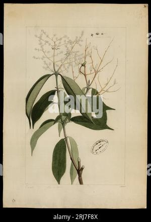 (Myrtacea) 18th century by Joaquim José Codina Stock Photo - Alamy