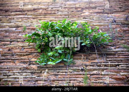 Caper plant with buds on a brick wall Stock Photo - Alamy