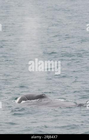 Greenland, Baffin Bay, Cape York about 76° North. Bowhead whale ...