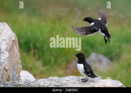 Northwestern Greenland, Thule Bay. Little auk nesting colony. AKA ...