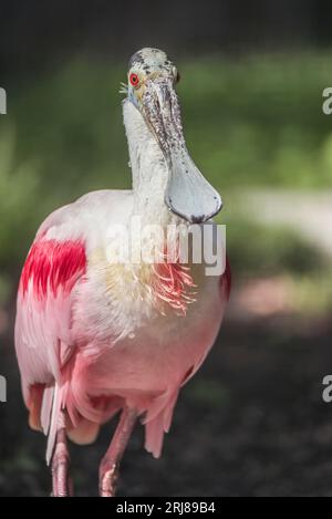 Captive roseate spoonbill close up in vertical format, tracy aviary ...