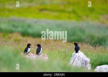 Northwestern Greenland, Thule Bay. Little auk nesting colony. AKA ...