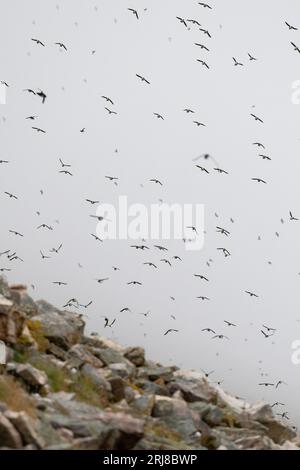 North Western Greenland, Thule Bay. Little auk nesting colony aka ...