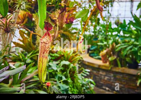 Close-up of green leaves house plants against white wall background ...