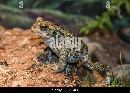 The western toad (Anaxyrus boreas) is a large toad species, between 5.6 ...