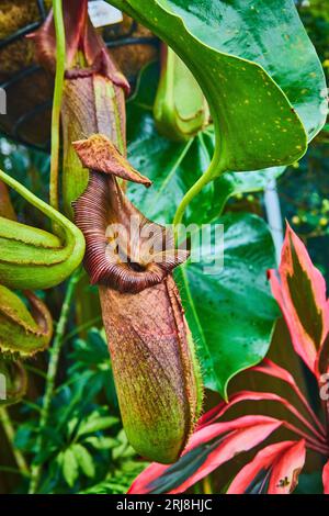 Background of red or brown leaves on a tree. Autumn background Stock ...