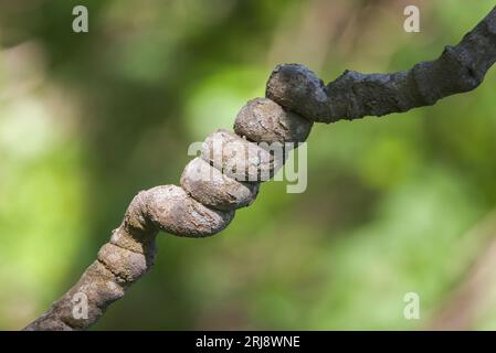 A twisted vine denoting the concepts of pressure, worry, stress ...