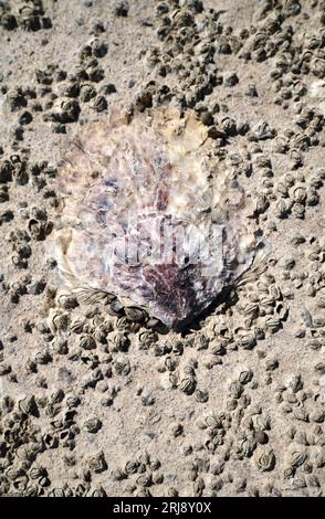 Limpet Shell on the Beach in Penarth South Wales Stock Photo - Alamy