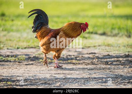 A tough rooster (chicken) patrols his kingdom at a farm in Texas, USA ...