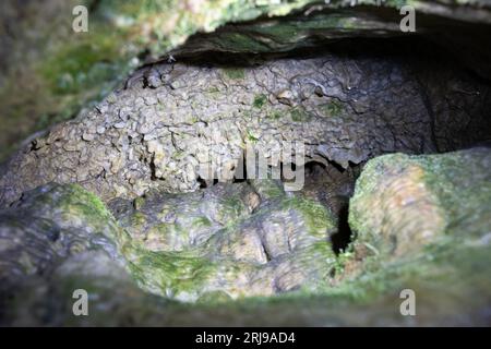 The Dripstones in the Devil's Cave Stock Photo - Alamy
