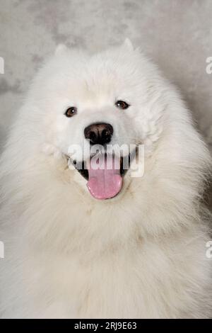 Samoyed dog with sad face Stock Photo - Alamy