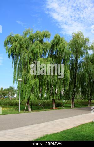 green trees and lawn on both sides of the road in a park Stock Photo ...