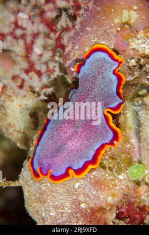 Fuchsia Flatworm (Pseudoceros ferrugineus) near Panglao Island ...