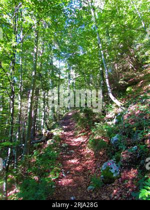 Path leading through a broadleaf temperate deciduous forest in Slovenia ...