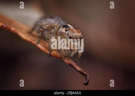 Female Peacock spider, Maratus clupeatus Stock Photo - Alamy