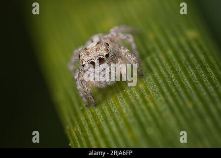 Female peacock spider (Maratus speciosus AKA the Coastal Peacock spider ...