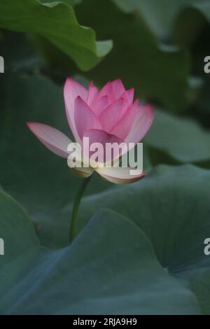 A close-up of a vibrant pink Nut-bearing lotus (Nelumbo nucifera ...