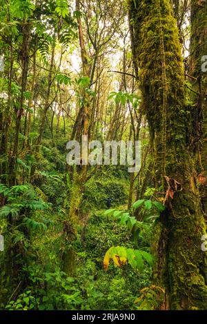 Indigenous trees growing in the Montane Forest zone of Mount Rungwe ...