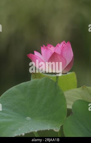 A close-up of a vibrant pink Nut-bearing lotus (Nelumbo nucifera ...
