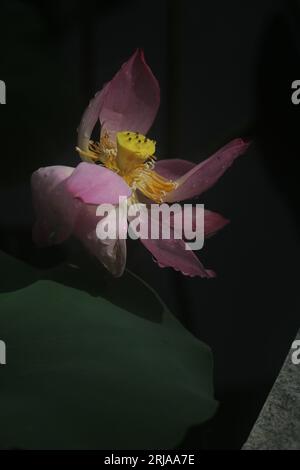 A close-up of a vibrant pink Nut-bearing lotus (Nelumbo nucifera ...