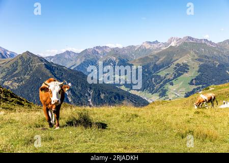 Finkenberg, Austria. 21st Aug, 2023. On the Penken mountain above the ...