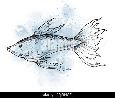 Watercolor Guppy Fish. Hand drawn illustration of aquarium pet on ...