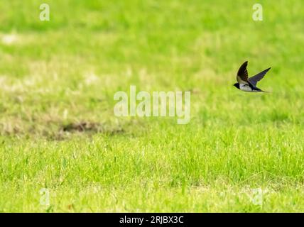 A Barn Swallow, Hirundo rustica hawking for insects over a filed in ...