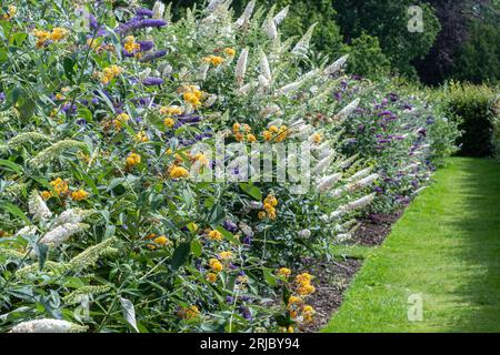 Variety of buddleias (buddlejas) in the national buddleia collection at ...