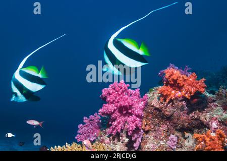 Singular bannerfish (Heniochus singularis). Andaman Sea, Thailand Stock ...