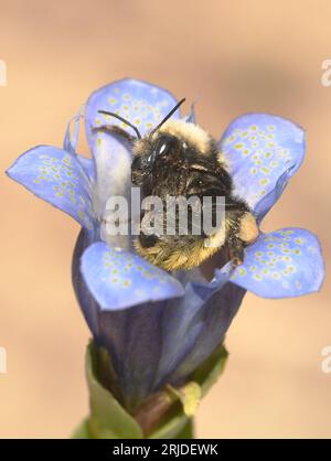 White-shouldered bumble bee (Bombus appositus) foraging in Mountain Bog ...
