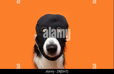 Portrait puppy dog celebrating halloween, carnival or new year's eve ...