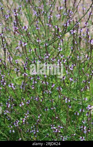 Vervain (Verbena officinalis) flower spikes. Plant in the family ...