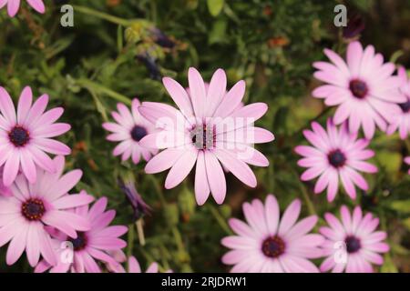 Bright Lights and pink daisybushes aka African daisies (Osteospermum ...