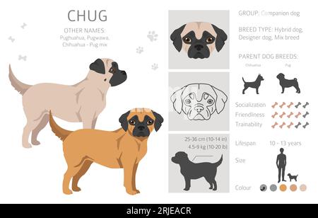 Chug clipart. Chihuahua Pug mix. Different coat colors set. Vector ...