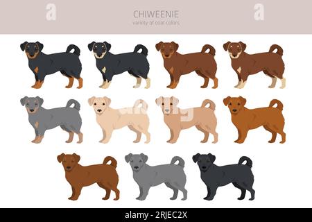 Chiweenie Clipart Chihuahua Dachshund Mix Different Coat Colors Set