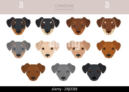 Chiweenie clipart. Chihuahua Dachshund mix. Different coat colors set ...